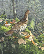 Wildlife art prints plus original paintings with a wide selection from ...